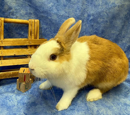Adoptable bunnies at Rabbit Rescue Shelter