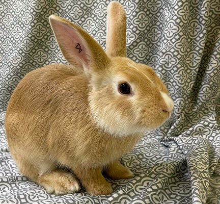 Adoptable bunnies at Rabbit Rescue Shelter