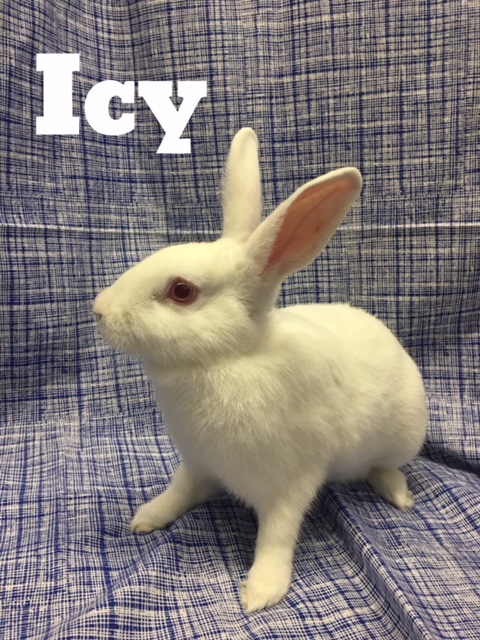 Adoptable bunnies at Rabbit Rescue Shelter