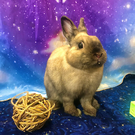 Adoptable bunnies at Rabbit Rescue Shelter