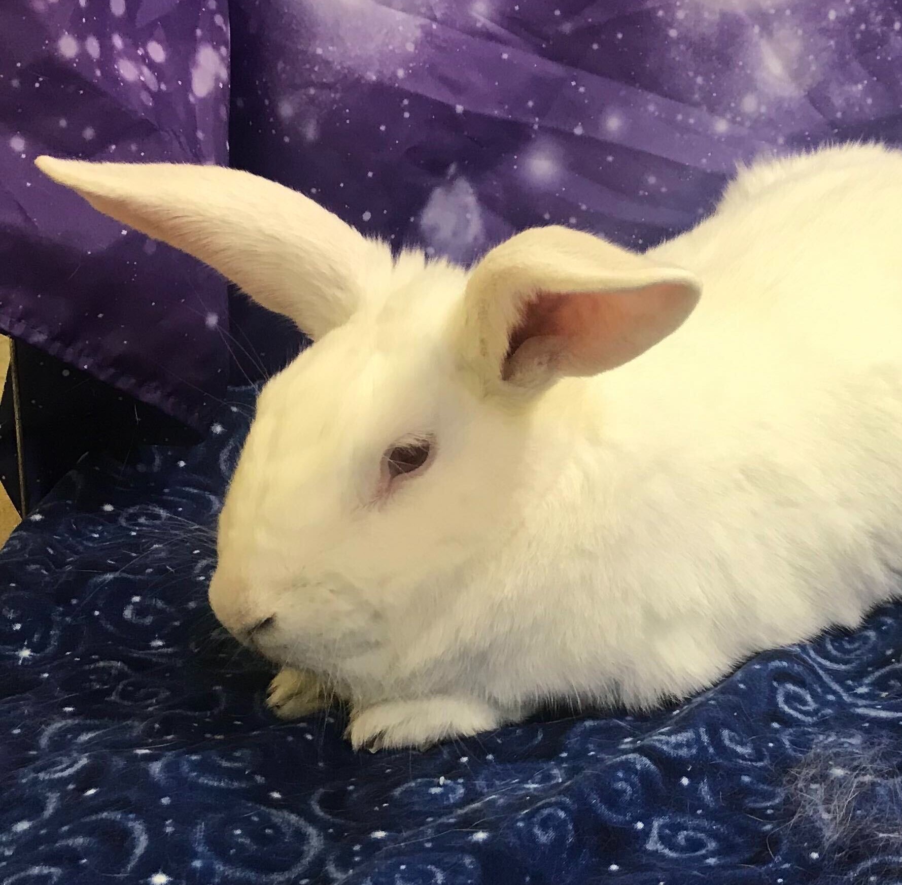 Adoptable bunnies at Rabbit Rescue Shelter