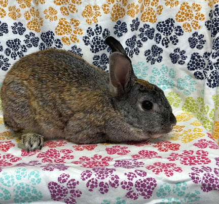 Adoptable bunnies at Rabbit Rescue Shelter