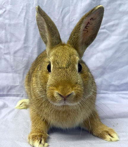 Adoptable bunnies at Rabbit Rescue Shelter