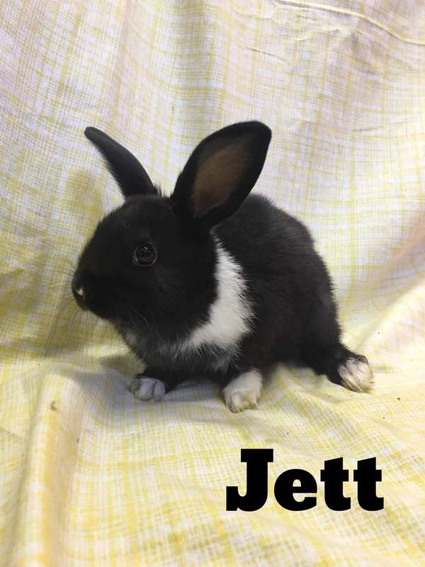 Adoptable bunnies at Rabbit Rescue Shelter