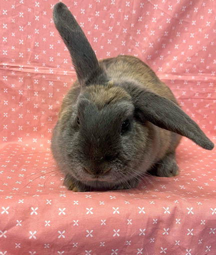 Adoptable bunnies at Rabbit Rescue Shelter
