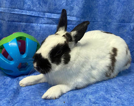 Adoptable bunnies at Rabbit Rescue Shelter