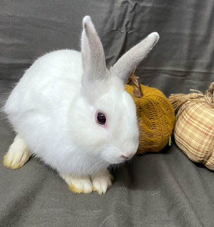 Adoptable bunnies at Rabbit Rescue Shelter