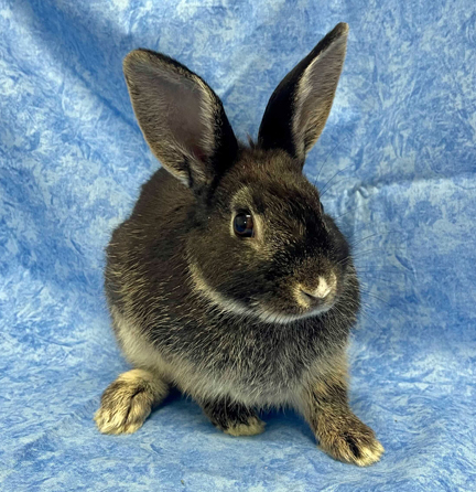 Adoptable bunnies at Rabbit Rescue Shelter