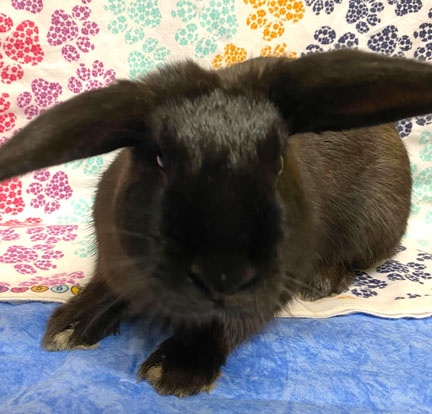 Adoptable bunnies at Rabbit Rescue Shelter