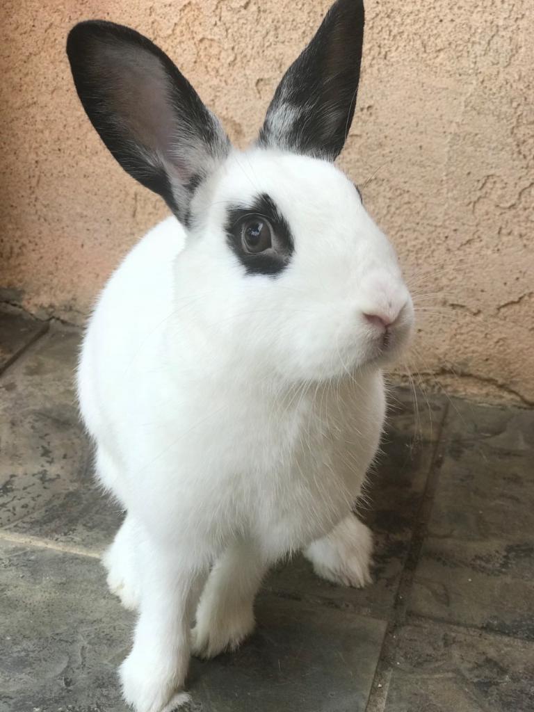 Adoptable bunnies at Rabbit Rescue Shelter