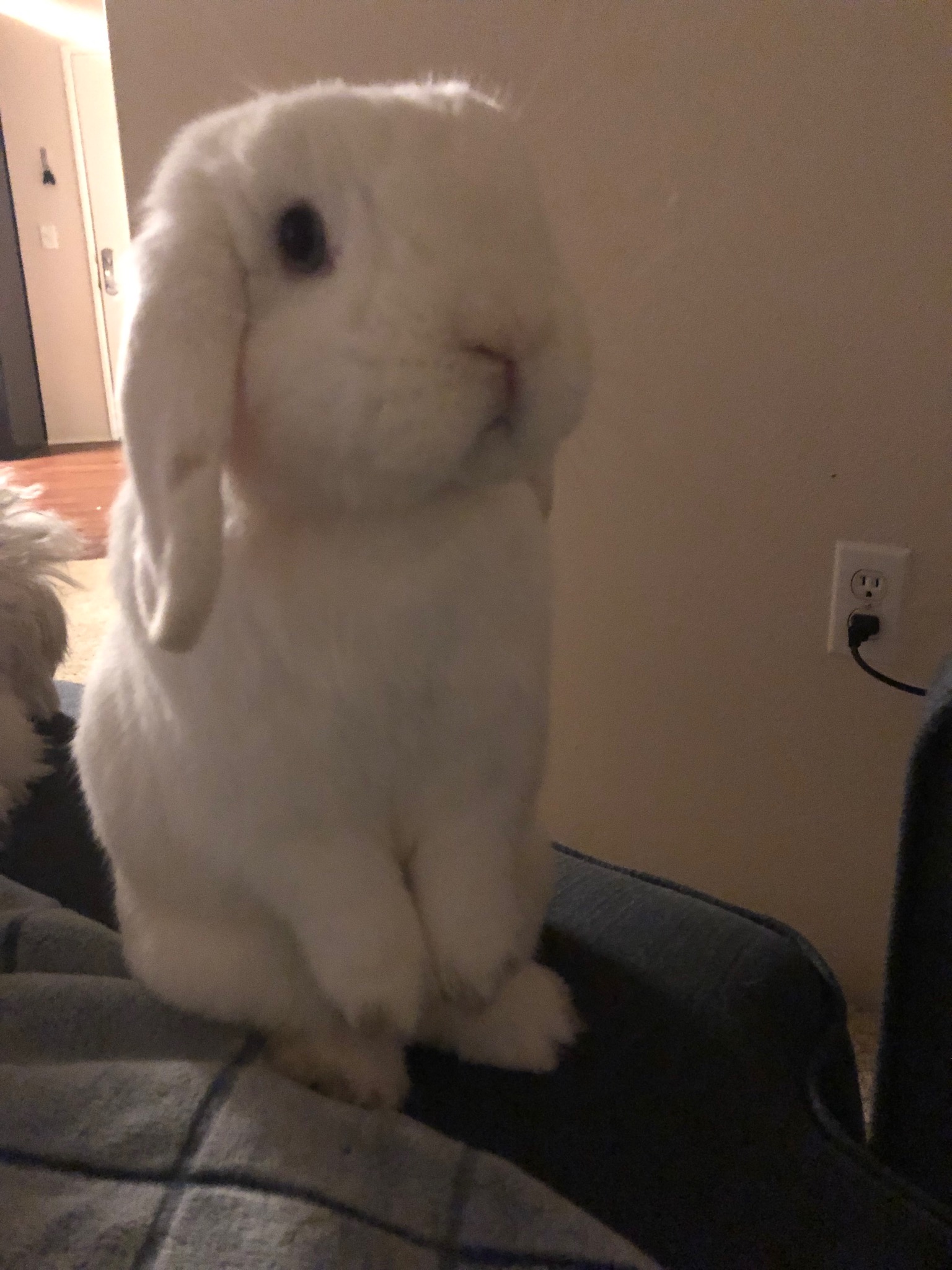 Adoptable bunnies at Rabbit Rescue Shelter