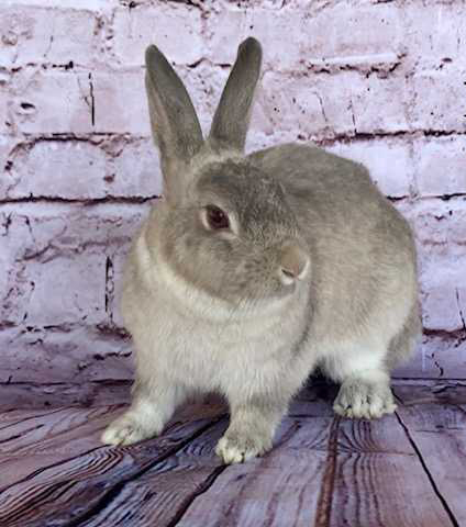 Adoptable bunnies at Rabbit Rescue Shelter