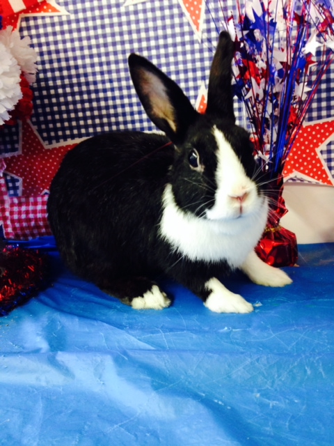 Adoptable bunnies at Rabbit Rescue Shelter