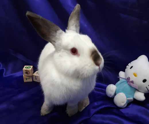 Adoptable bunnies at Rabbit Rescue Shelter