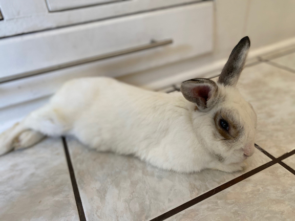 Adoptable bunnies at Rabbit Rescue Shelter