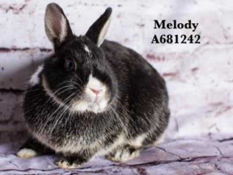 Adoptable bunnies at Rabbit Rescue Shelter