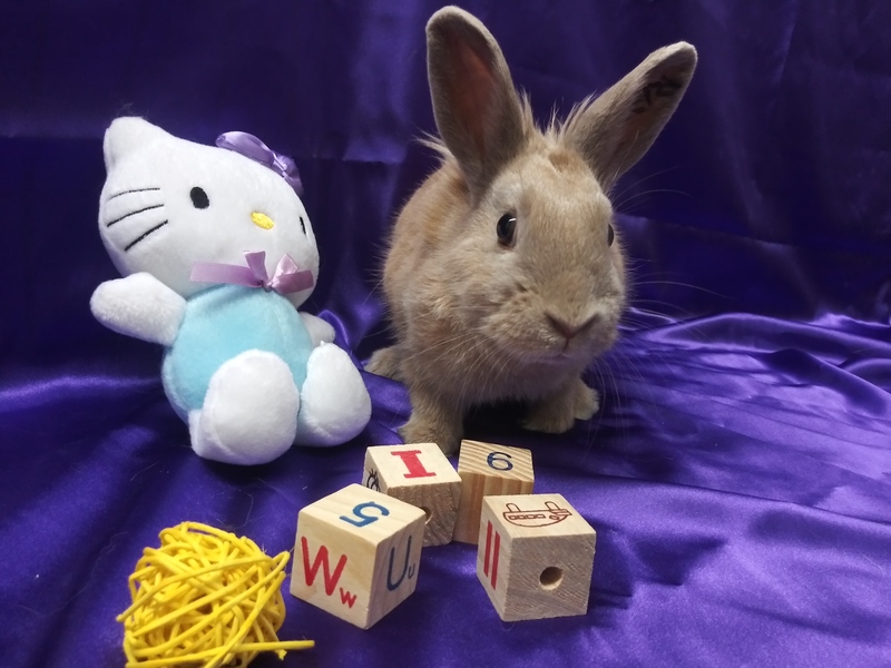 Adoptable bunnies at Rabbit Rescue Shelter
