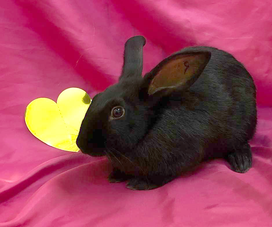 Adoptable bunnies at Rabbit Rescue Shelter