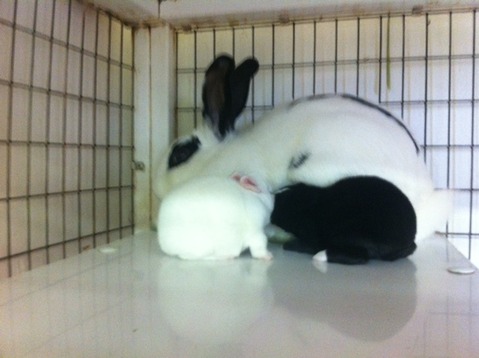 Rabbit Rescue Shelter, Los Angeles - bunny adoption, boarding and ...