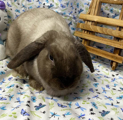 Adoptable bunnies at Rabbit Rescue Shelter