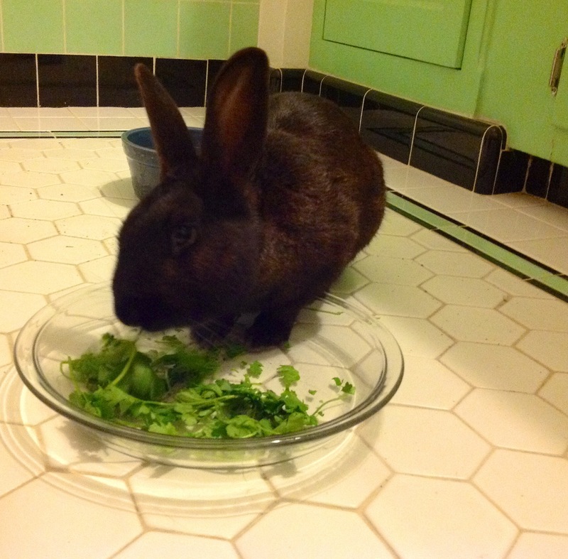 Adoptable bunnies at Rabbit Rescue Shelter