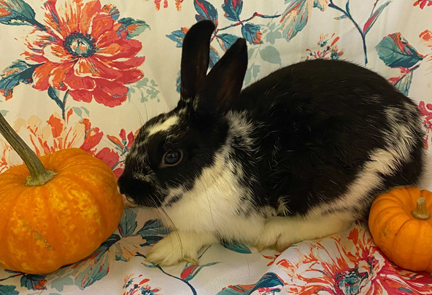 Adoptable bunnies at Rabbit Rescue Shelter