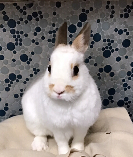 Adoptable bunnies at Rabbit Rescue Shelter