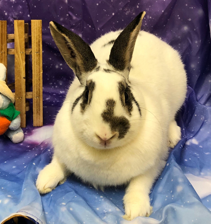 Adoptable bunnies at Rabbit Rescue Shelter