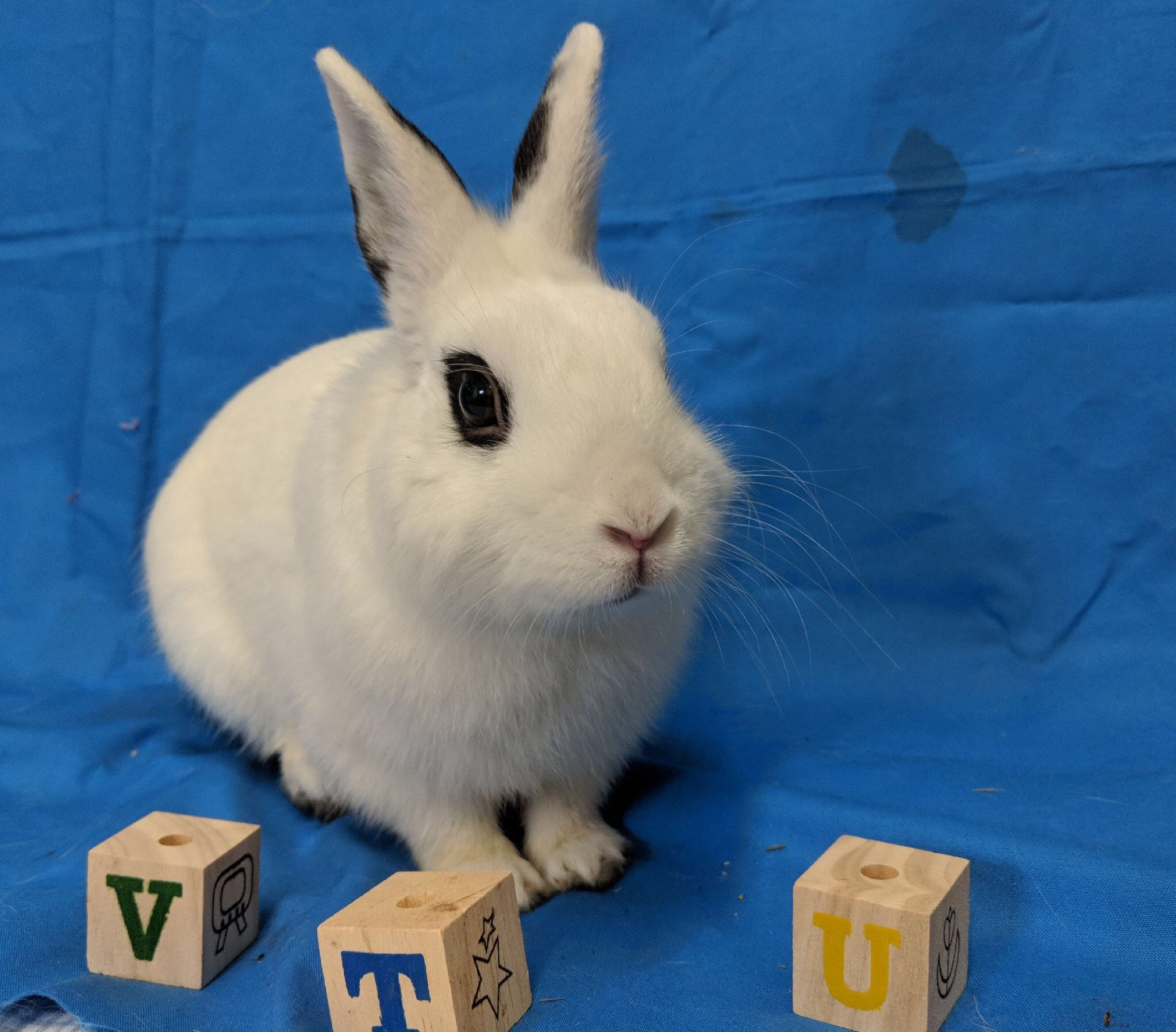 Adoptable bunnies at Rabbit Rescue Shelter