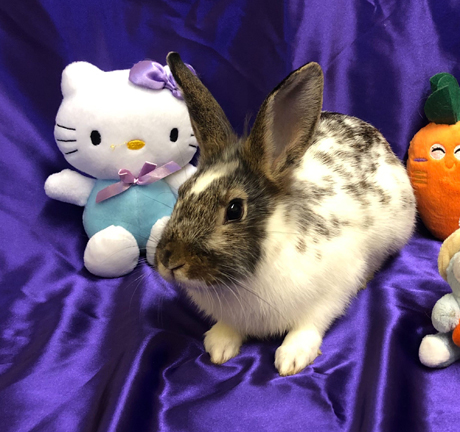 Adoptable bunnies at Rabbit Rescue Shelter