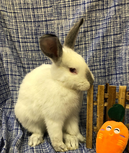Adoptable bunnies at Rabbit Rescue Shelter