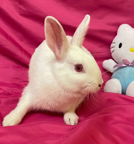 Adoptable bunnies at Rabbit Rescue Shelter