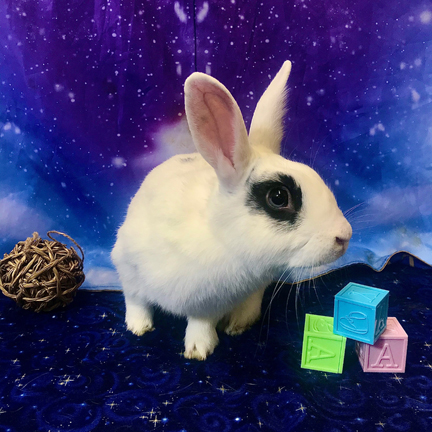 Adoptable bunnies at Rabbit Rescue Shelter