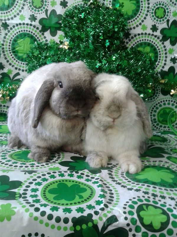 Adoptable bunnies at Rabbit Rescue Shelter