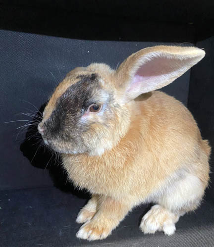 Adoptable bunnies at Rabbit Rescue Shelter