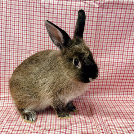 Adoptable bunnies at Rabbit Rescue Shelter