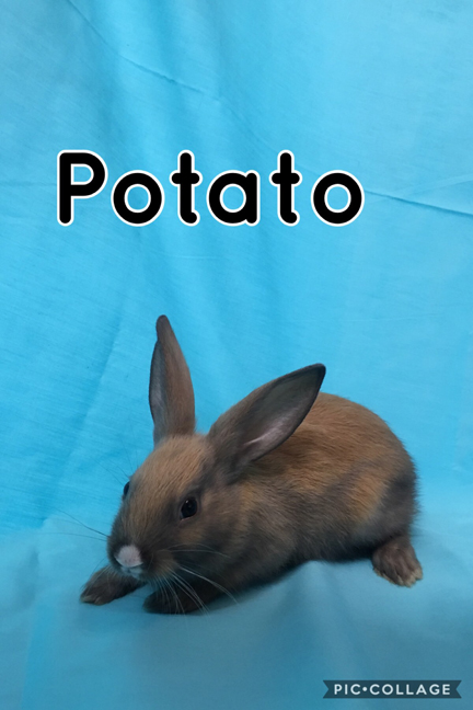 Adoptable bunnies at Rabbit Rescue Shelter