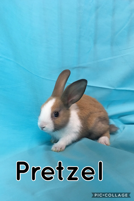 Adoptable bunnies at Rabbit Rescue Shelter