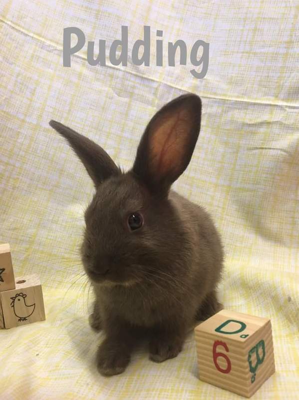 Adoptable bunnies at Rabbit Rescue Shelter