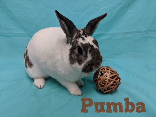 Adoptable bunnies at Rabbit Rescue Shelter