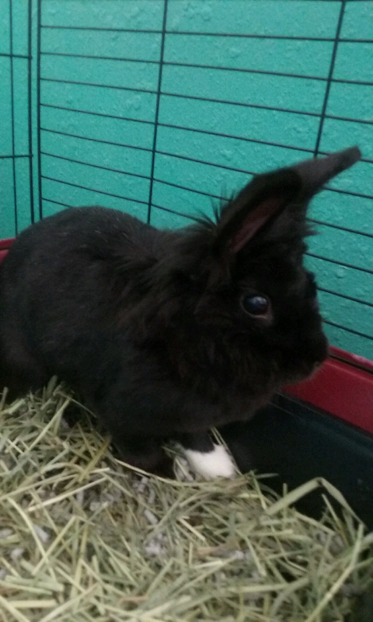 Adoptable bunnies at Rabbit Rescue Shelter