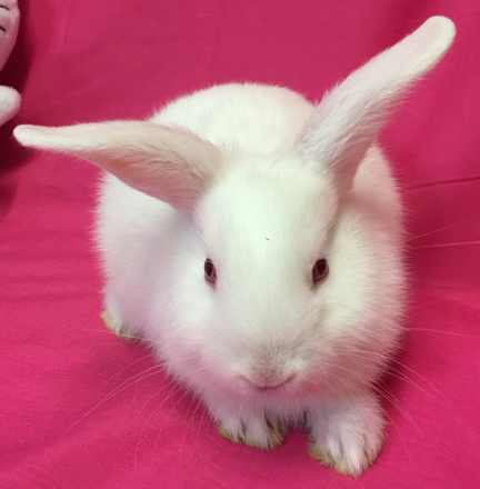 Adoptable bunnies at Rabbit Rescue Shelter