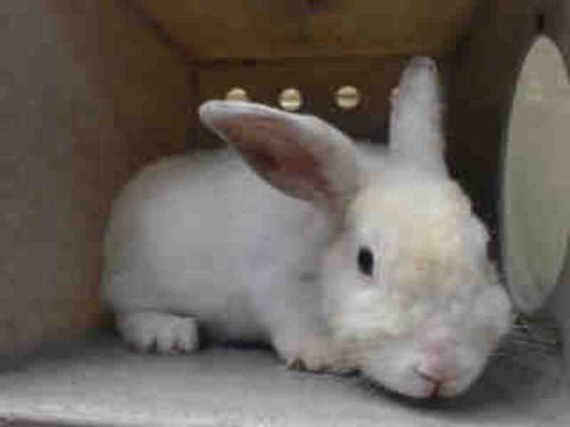 Adoptable bunnies at Rabbit Rescue Shelter