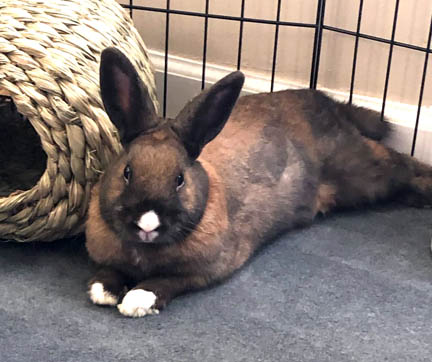 Recent adoptions from Rabbit Rescue Shelter