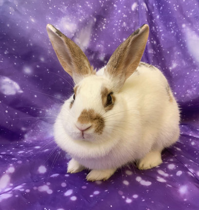 Adoptable bunnies at Rabbit Rescue Shelter