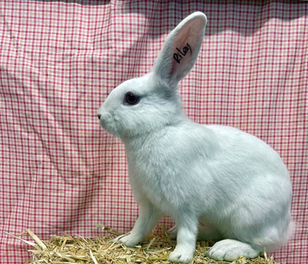 Adoptable bunnies at Rabbit Rescue Shelter