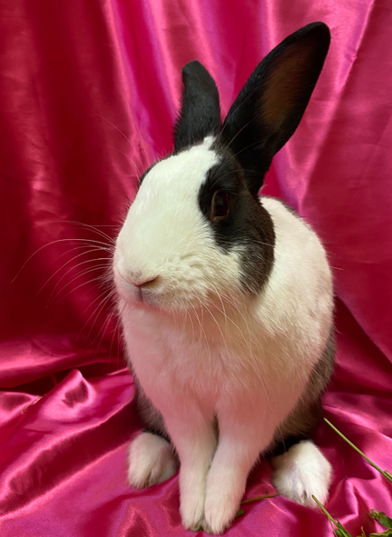 Adoptable bunnies at Rabbit Rescue Shelter
