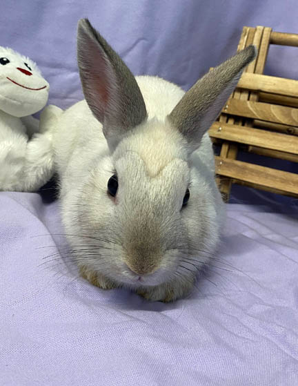 Adoptable bunnies at Rabbit Rescue Shelter