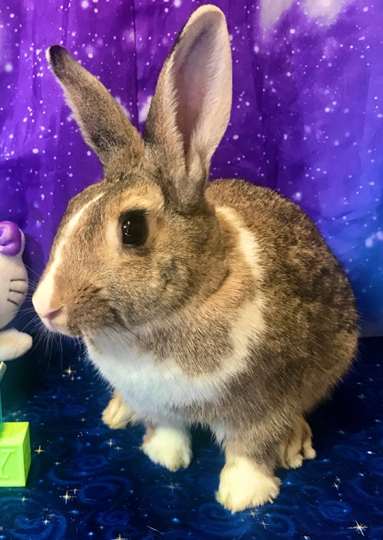 Adoptable bunnies at Rabbit Rescue Shelter