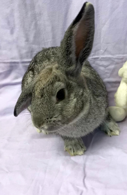 Adoptable bunnies at Rabbit Rescue Shelter